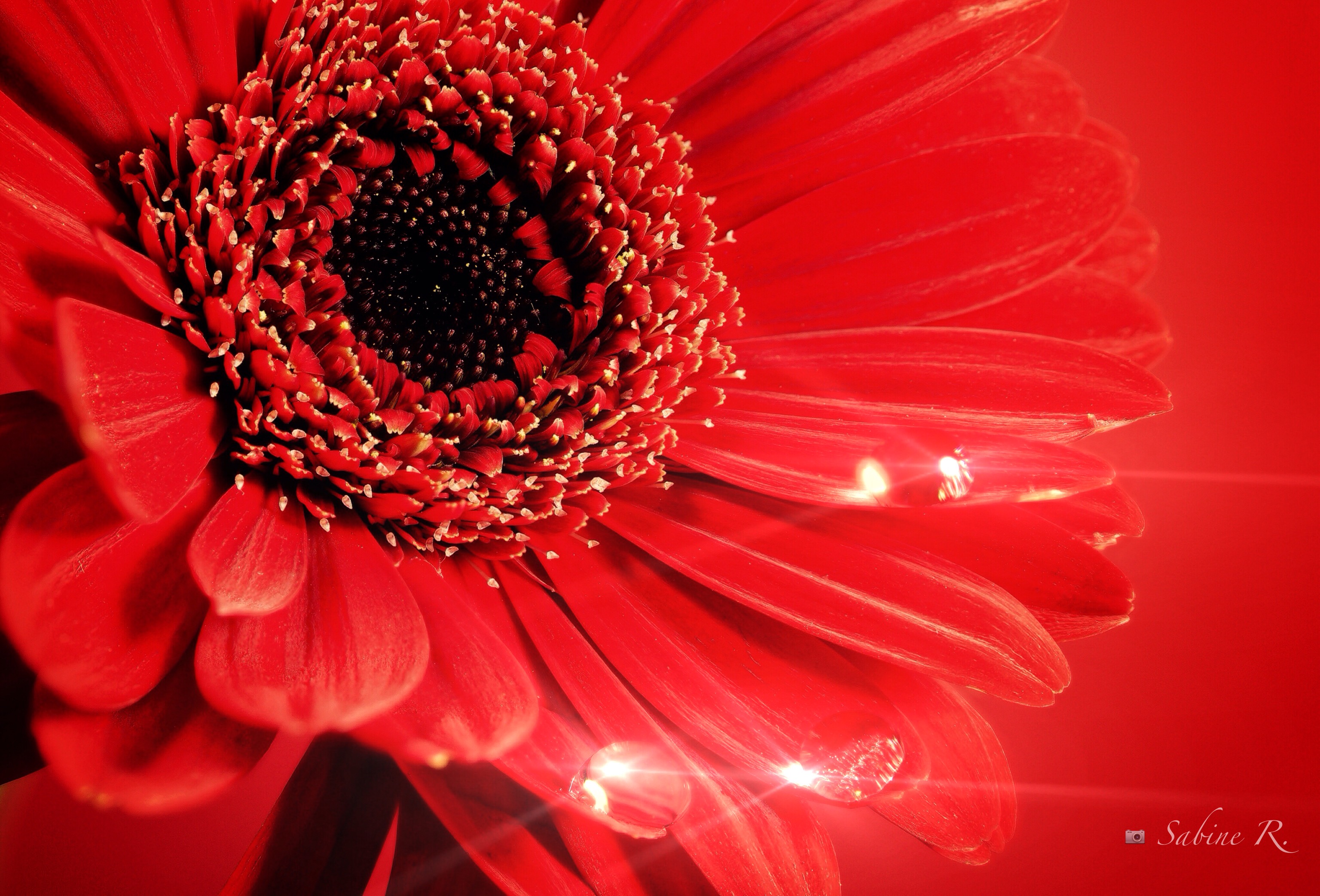 Fotokurs – Fotoaufgabe 17: Die Farbe Rot | ig-fotografie - Foto Blog